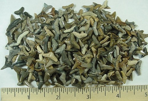 250 - Fossilized "Small" Full Shark Teeth from North Florida | eBay