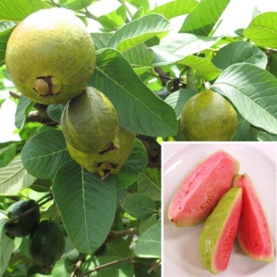 Ruby Red Guava tree 3ft tall with Flowers and Fruit. ( Air layer tree ...