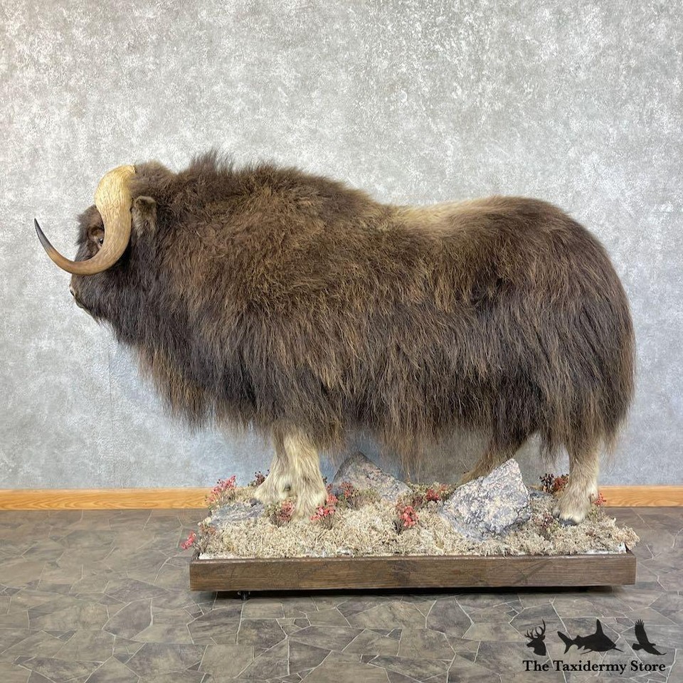 #26163 P | North American Muskox Life-Size Taxidermy Mount | eBay