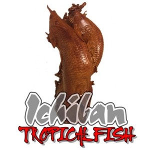 ICHIBAN TROPICAL FISH | eBay Stores
