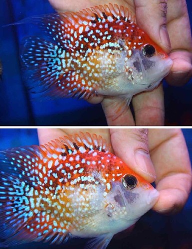 Selected Super Red Texas Hybrid Santa Parrot Cichlid | eBay