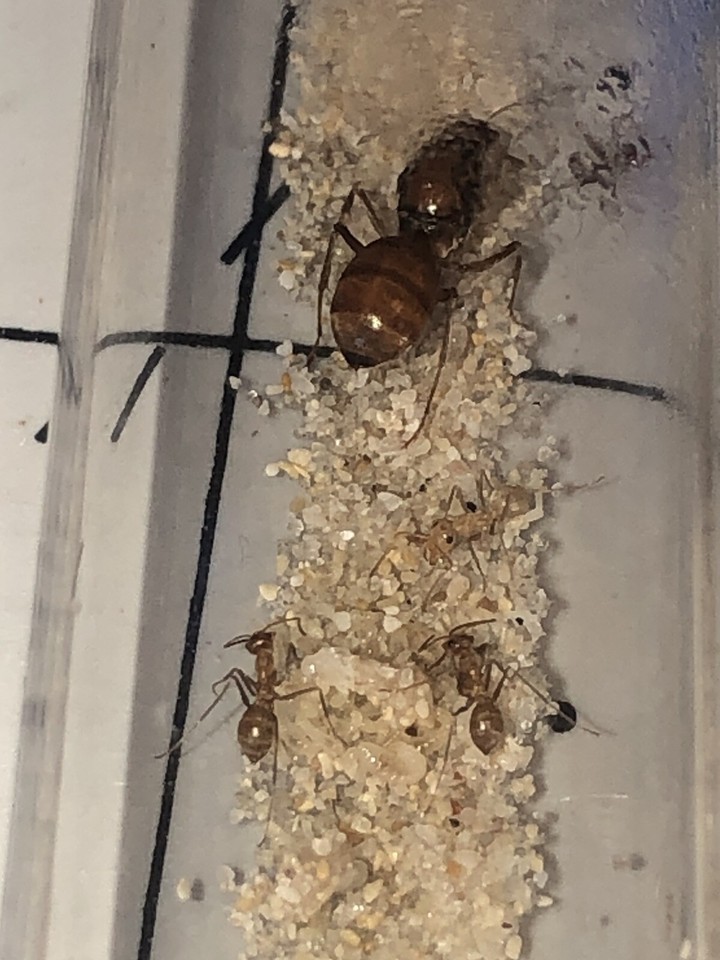 myrmecocystus wheeleri Colony Ant Queen Insect Reptile Feeders | eBay