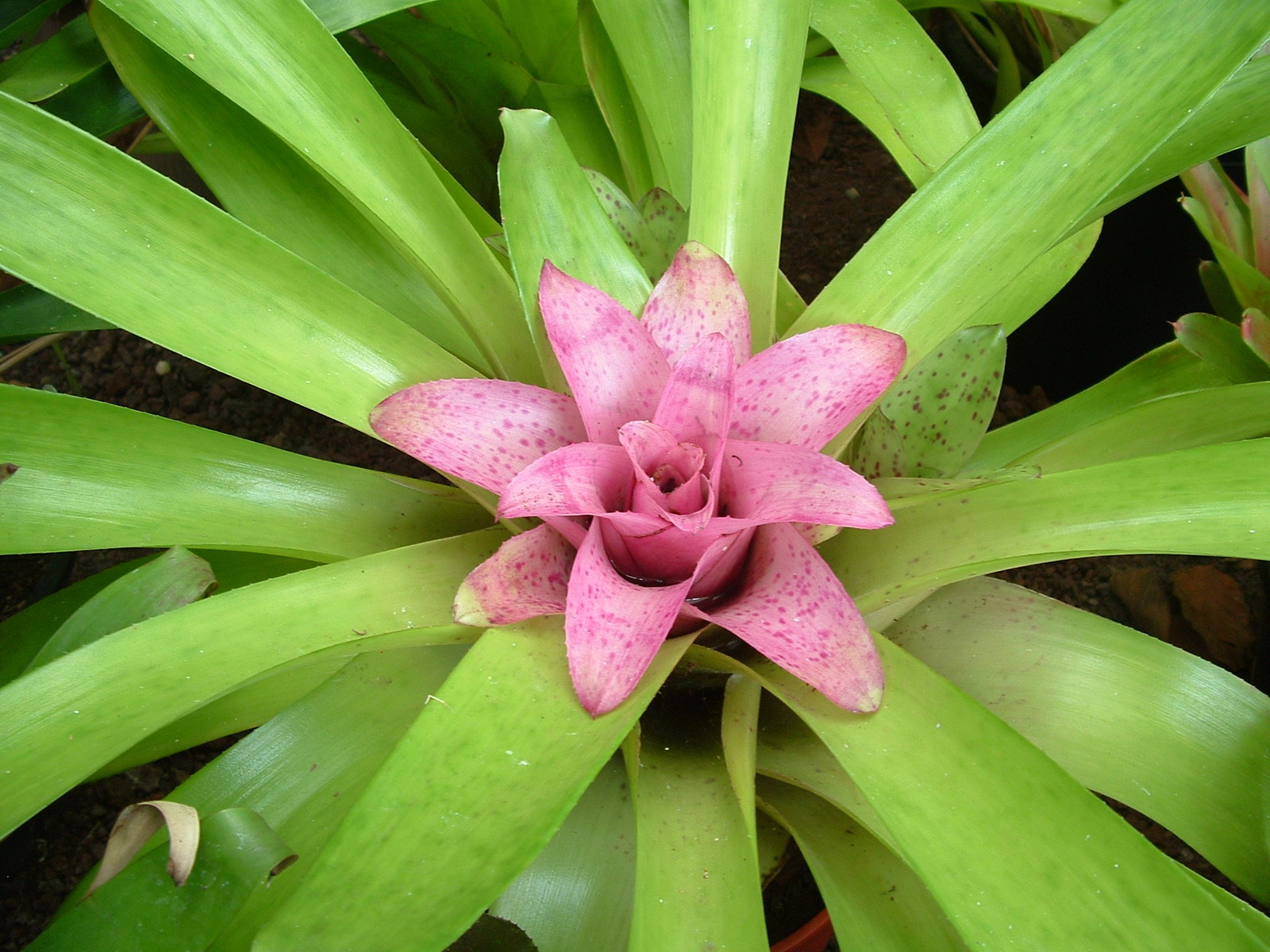 BROMELIAD NIDULARIUM RUTILANS -Stunning Red pink flower | eBay UK