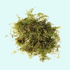 Christmas Moss Vesicularia Live Aquarium Plant Java Moss Cup BUY 2 GET ...