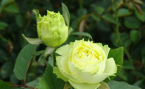 Green Rose Hybrid Tea variety / Bare Root | eBay