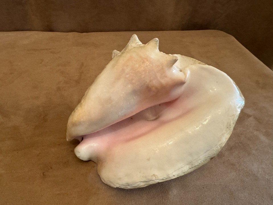King Queen Horned Helmet Conch Sea Shell Nautical Beach Large | eBay