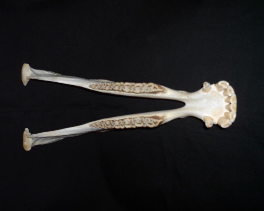 Quijada De Burro Instrumento Percusion Musica Afro S 78