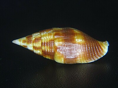 MITRA "NEBULARIA" CONTRACTA: PHILIPPINE MITER @ 34.45MM W/PERIOSTRACUM ...