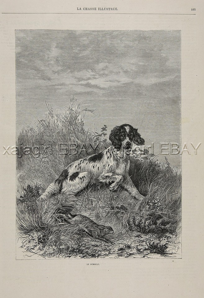 Dog English or Welsh Springer Spaniel Hunting Rabbit, Large 1870s ...