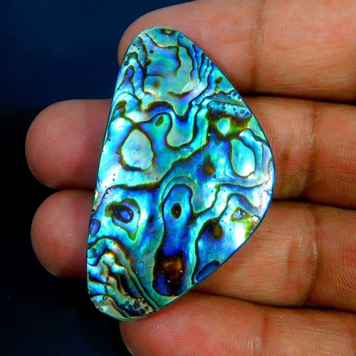 Wholesale 58.75Cts. Natural Amazing Paua Abalone Shell Fancy Cabochon ...