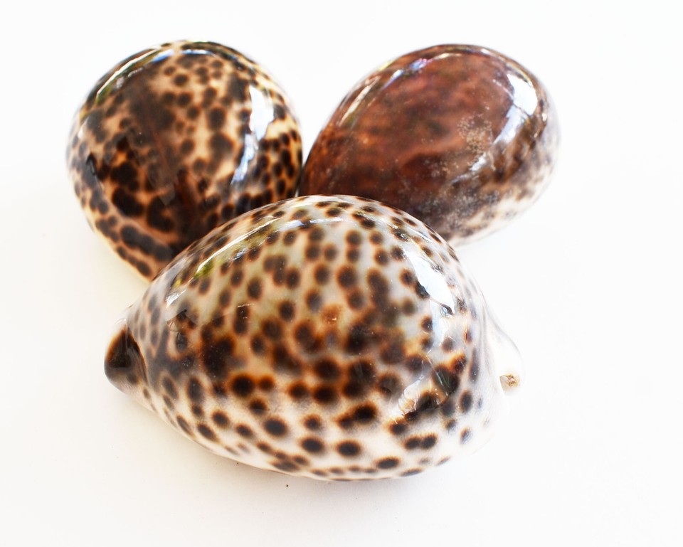 3 Select Large Tiger Cowrie (Cypraea Tigris) Shells 3 1/2" Craft Beach ...