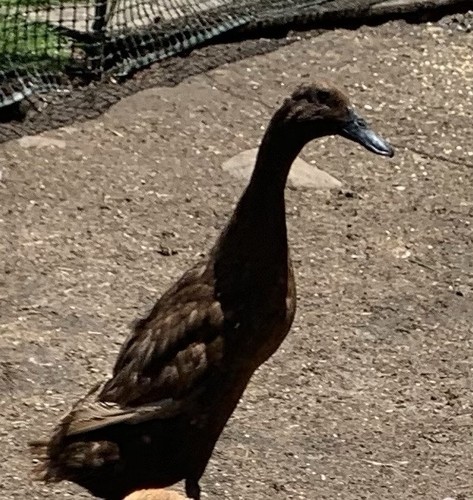 2 + Black , Chocolate , Penciled & White Fertile Indian Runner Duck ...