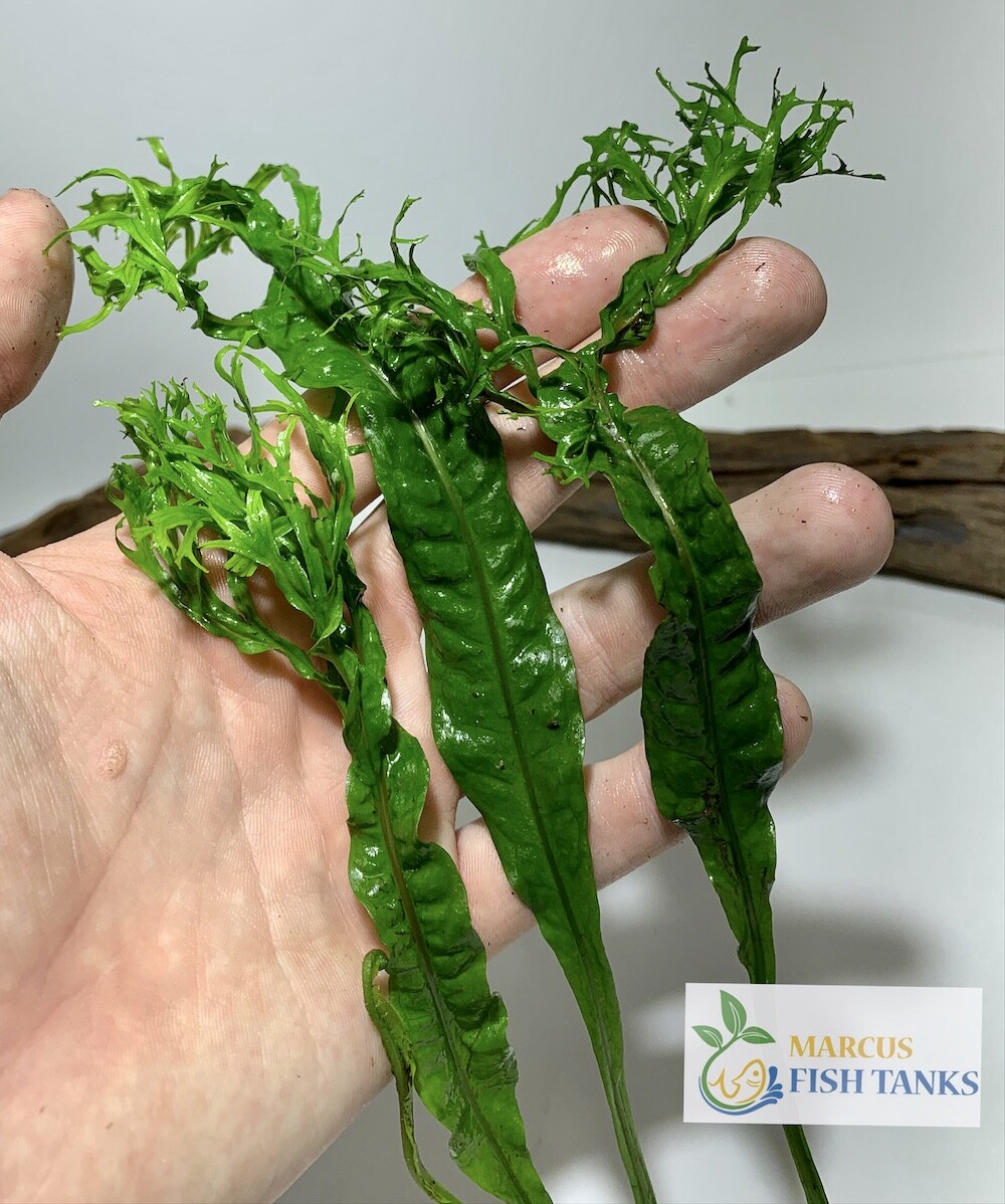 Lace Java Fern Microsorum Windelov Live Aquarium Plants BUY 2 GET 1 ...