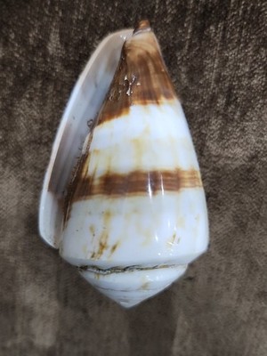 Banded Cone Conus Miles Seashell 73mm Natural Shell Coastal Collector ...
