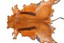 Dyed Springbok Skin Large Top quality antelope skin in assorted dyed ...