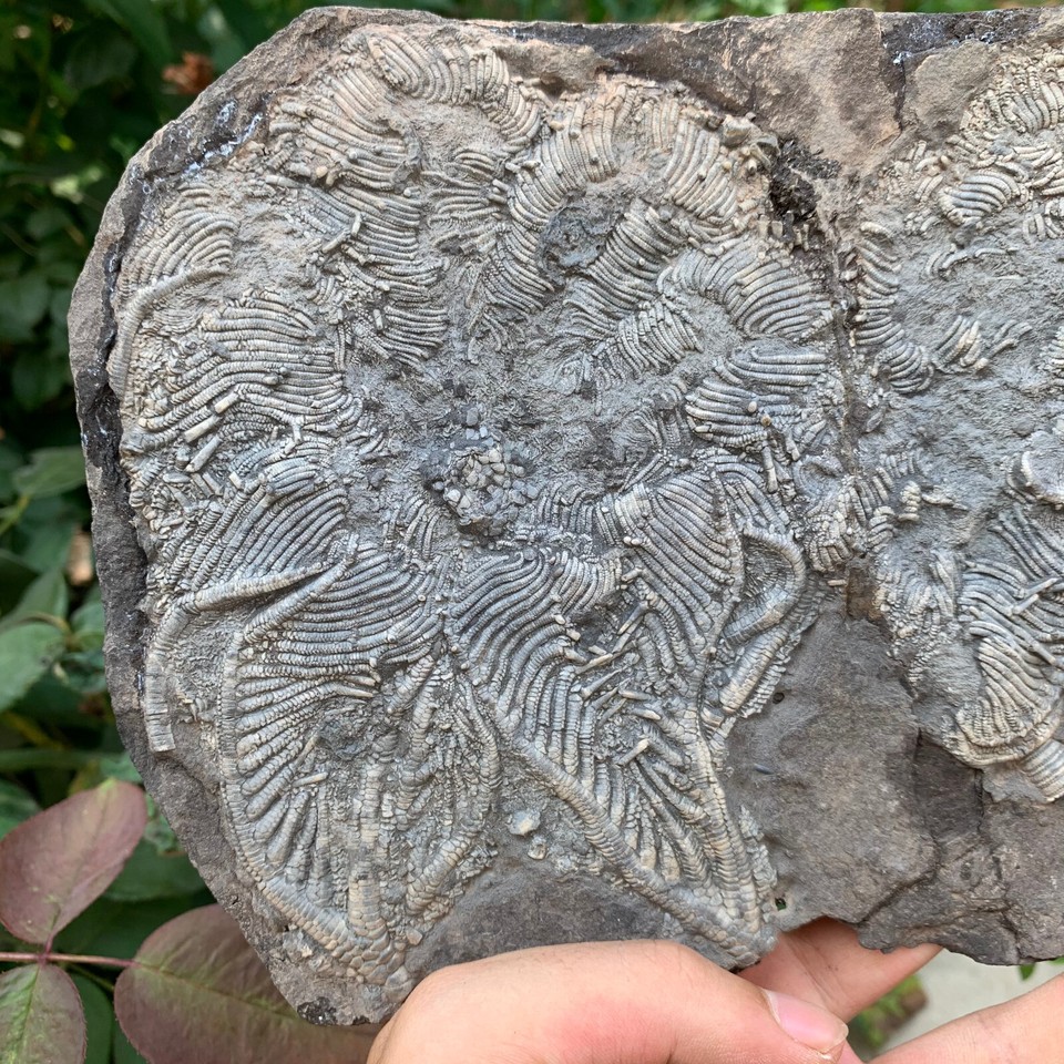 Fossils of crinoids from the prehistoric Jurassic biota of China | eBay