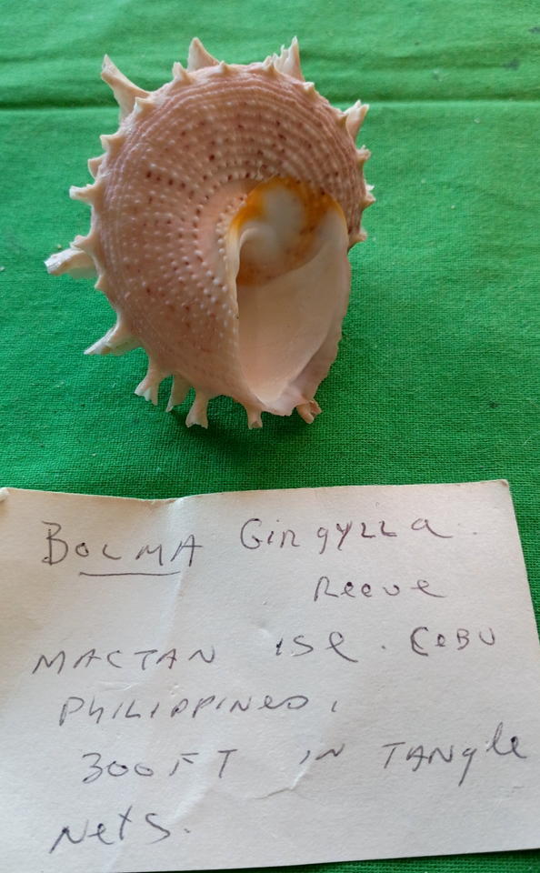 Bolma girgyllus #M0929 Philippines 60mm | eBay