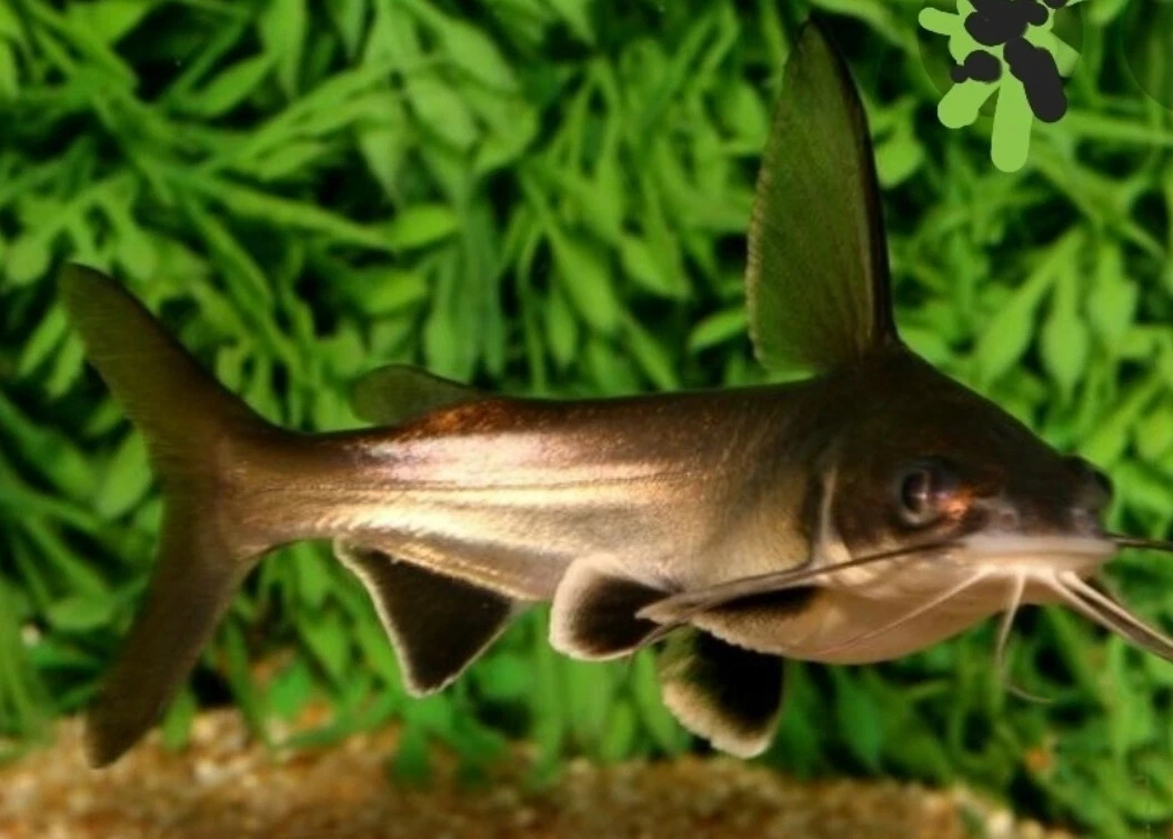 Aquarium Shark Catfish