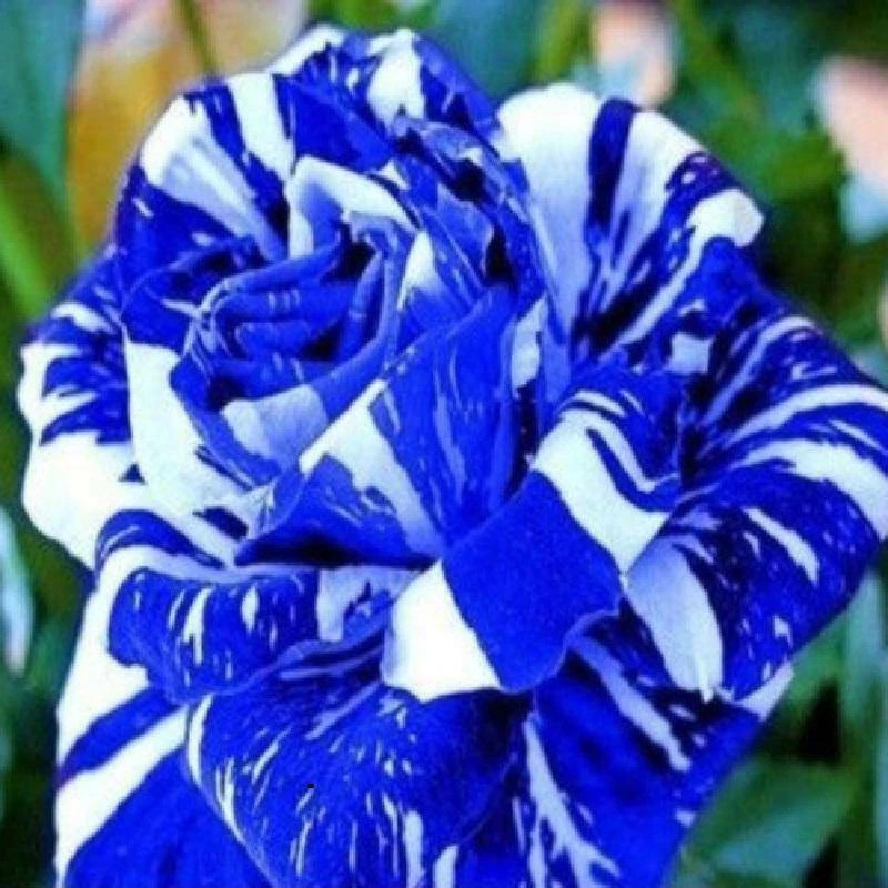 Rare Blue Flower
