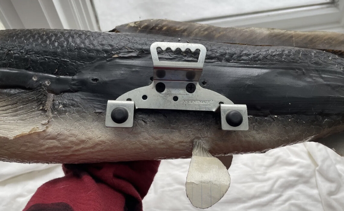 Real Skin Mount Michigan Great Lakes Bowfin, Dogfish, Older Taxidermy ...