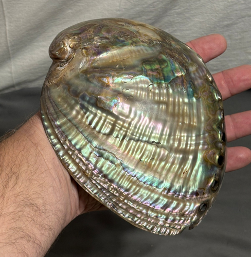 Large approx. 7" x 5" GREEN ABALONE polished SHELL Rainbow iridescent ...