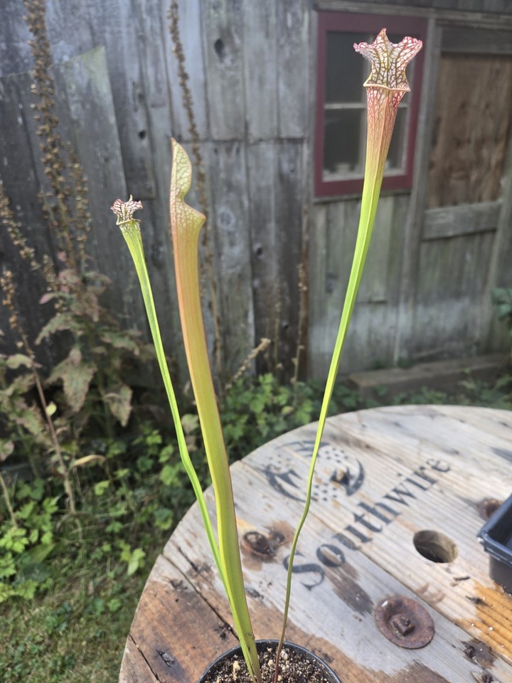 Sarracenia Leucophylla White Top Pitcher Plant | eBay