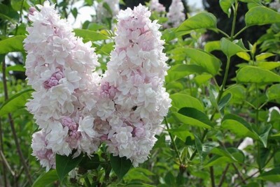 Lilac 'Beauty of Moscow' Syringa vulgaris Live Plant Very Fragrant ...