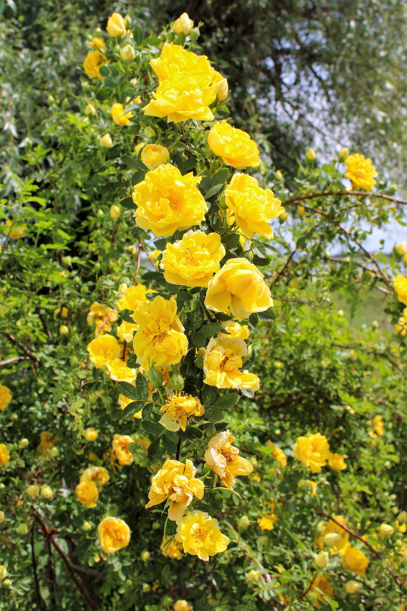 Climbing Yellow Rose Bush