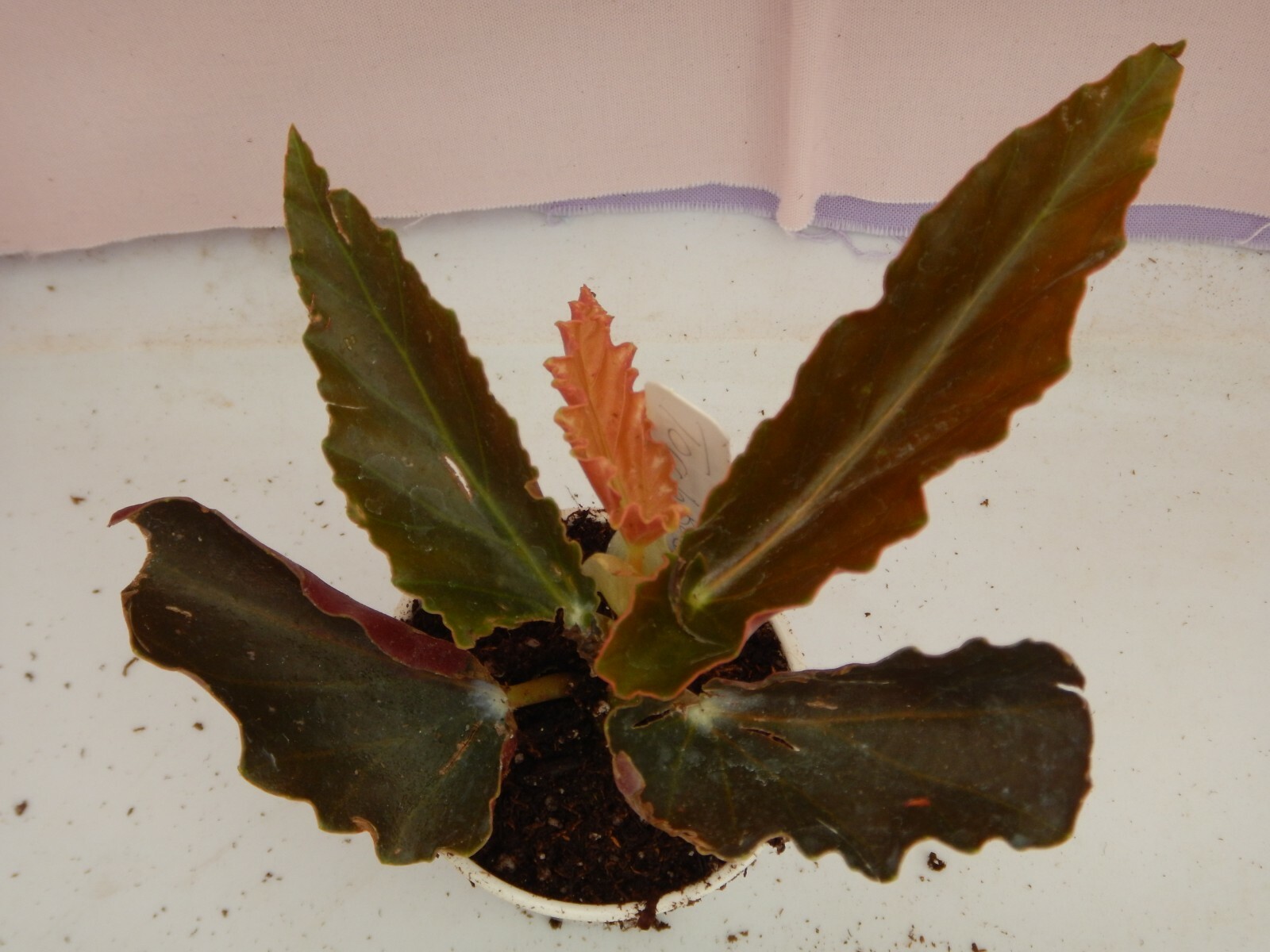 Angelwing Begonia "Torch Red" Well Rooted Starter Plant***SHIPS WITHOUT ...