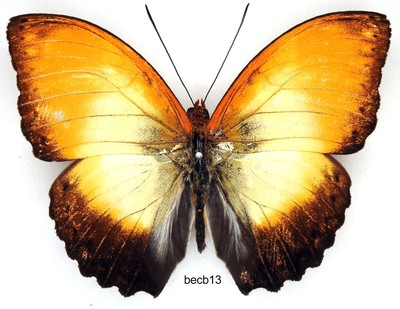Butterfly Nymphalidae - 1 x mounted male Cymothoe beckeri beckeri (A1 ...