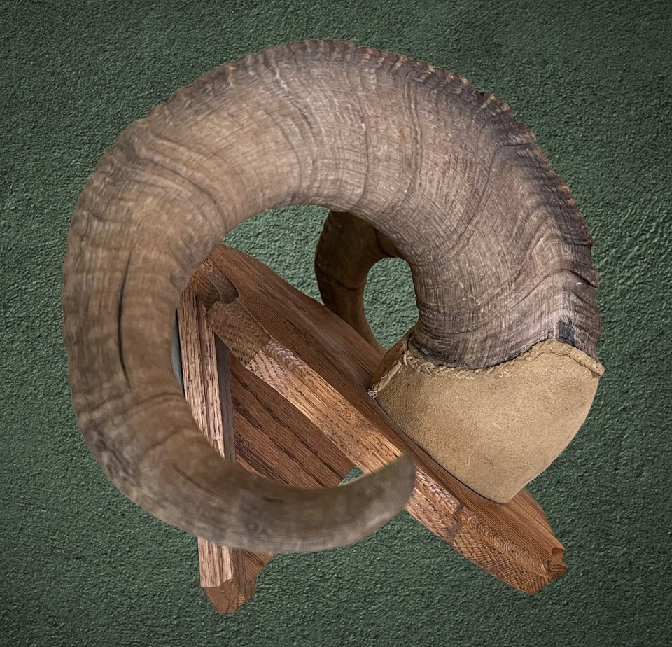 Dall Sheep Horn Mount • Taxidermy • Horns • Cabin • Ram | eBay