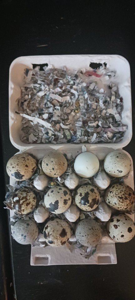 Coturnix quail hatching eggs - Falb Fee 12ct | eBay