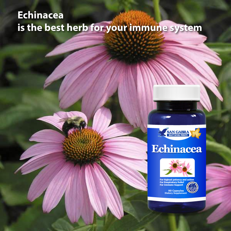 Echinacea, Shorten Duration of Cold, Flu, Reduce Sore Throat, Cough | eBay