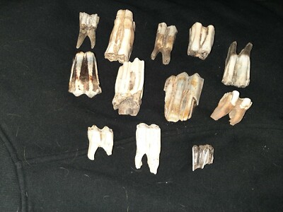 FOSSIL BISON TEETH SET. SOME VERY RARE .SOME OVER 3"LONG | eBay