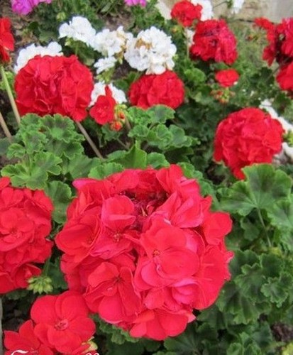 GERANIUM 'Rouge Vif Carmin' Pelargonium ♫ Graines ♫ Ornement Intérieur ...