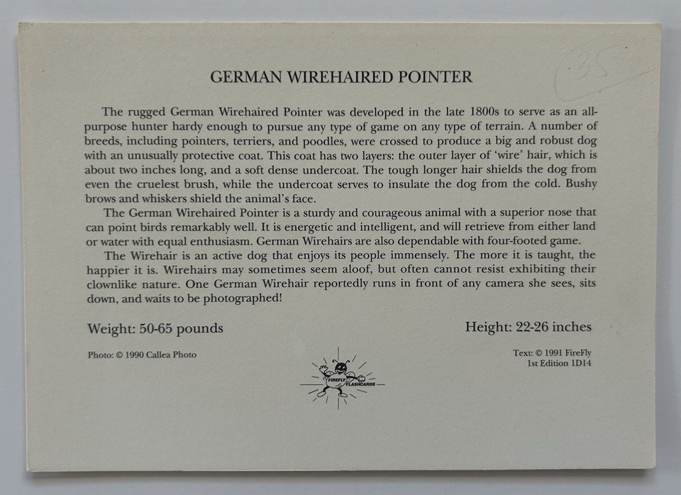 1990 Firefly Dog Postcard German Wirehaired Pointer Callea Photo ...