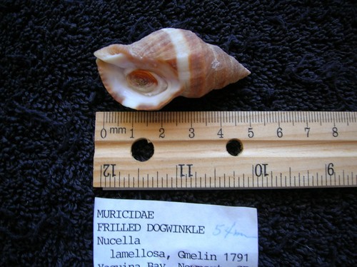 Frilled Dogwinkle Nucella lamellosa collected in Oregon. 54mm sea shell ...