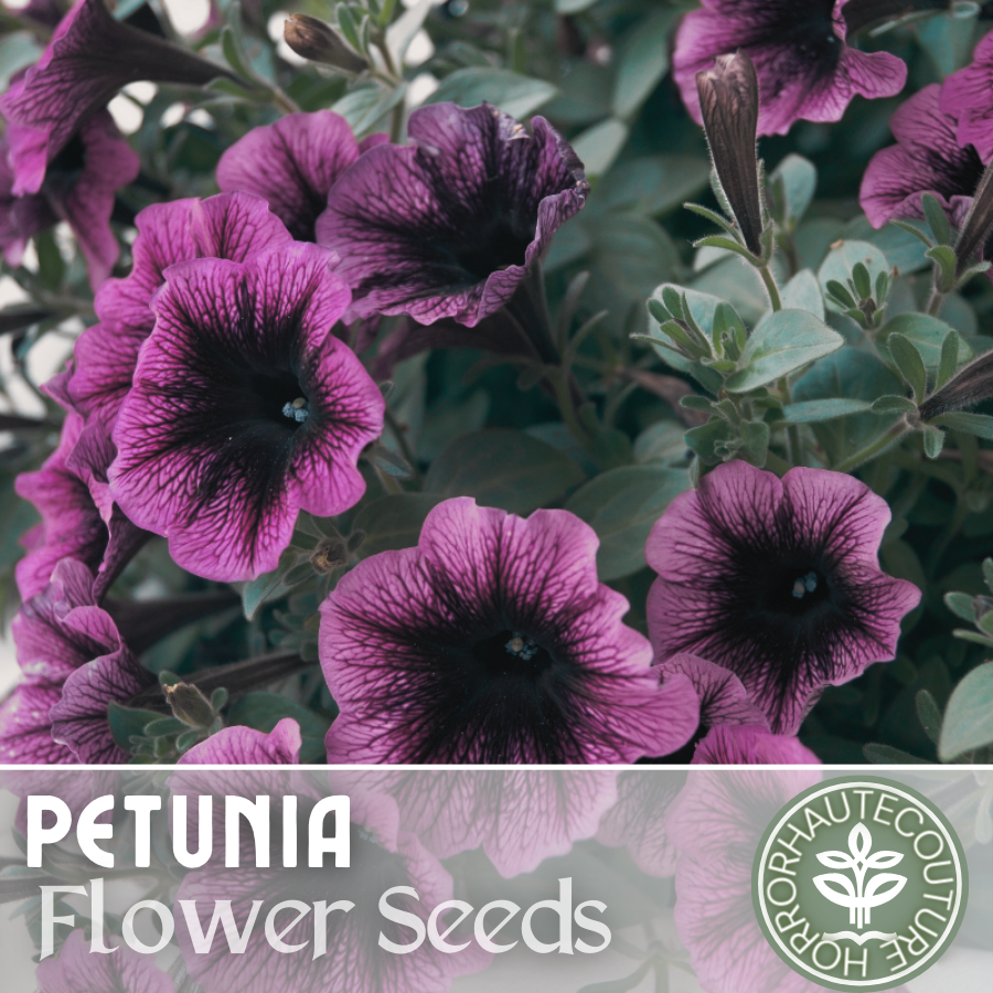 1000+ Indigo Twilight Petunia Seeds US SELLER Perennial Flowers Seed Annual Bulk | eBay