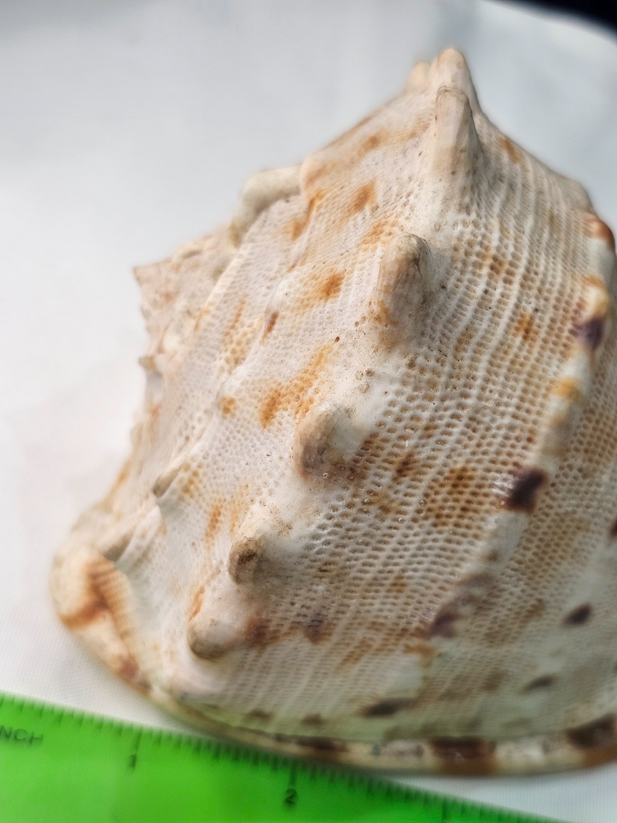 Large Conch Type Shell Approximately 4