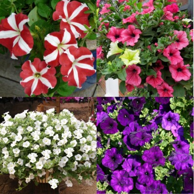 Petunia seёds,Mix 5000 seёds,Petunia Starfall,Rainbow,Snow Globe,Violet ...