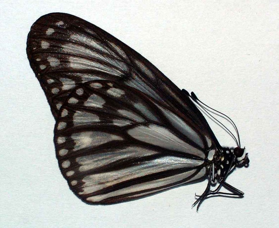 IDEOPSIS HEWITSONI - unmounted butterfly | eBay