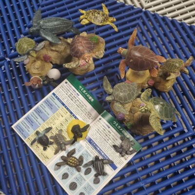 Endangered Sea Turtle Model Kit W/Booklet (English/Japanese) | eBay