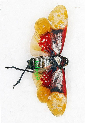 Lanternfly - Penthicodes farinosa - Jambi, Sumatra, Indonesia ...