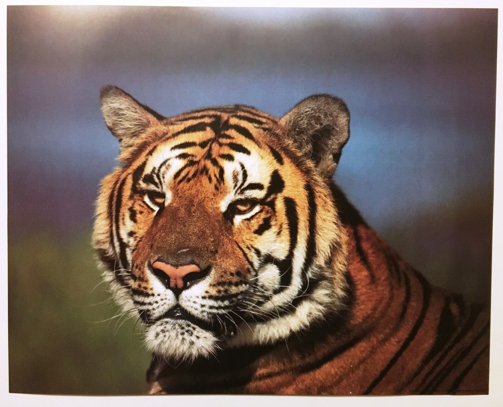 Tiger Face Poster Print Litho Wildlife Lithograph Vintage 1986 Art ...