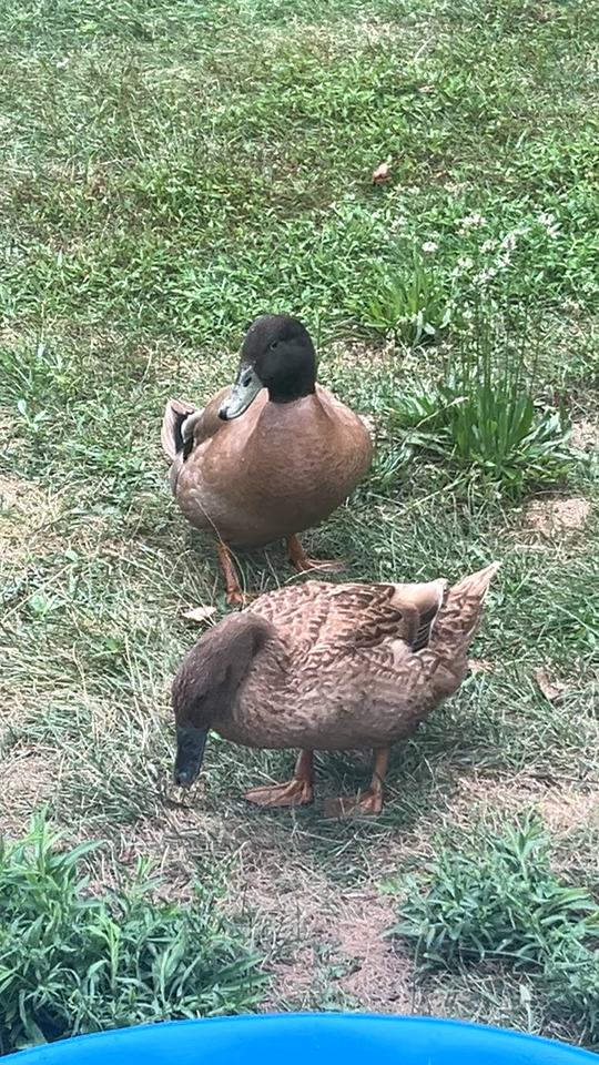 TWELVE PLUS Fresh and Fertilized Khaki Campbell Duck Hatching Eggs | eBay