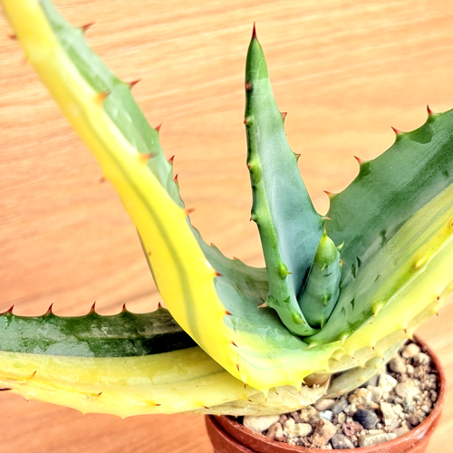 Aloe ferox f. variegata , pot 6,5 cm | eBay