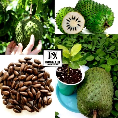 Graviola Soursop Guanabana Fruit