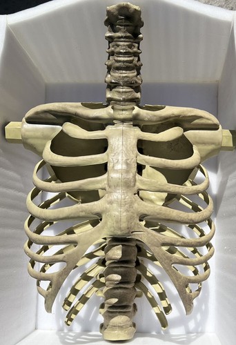 NEW Home Depot 12ft Skeleton Replacement Rib Cage Repair Parts 12 ft ...