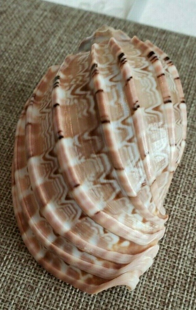 Harpa Major 102.7mm LARGE with - BLACK MOUTH Madagascar 2006 | eBay