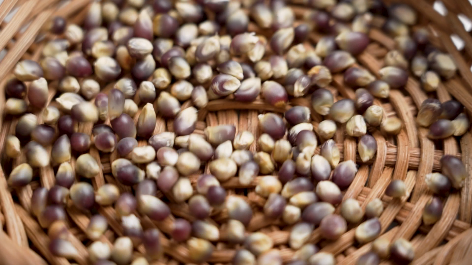 Hopi Blue Corn Seeds Heirloom Non-GMO, Tracking Included, Native ...